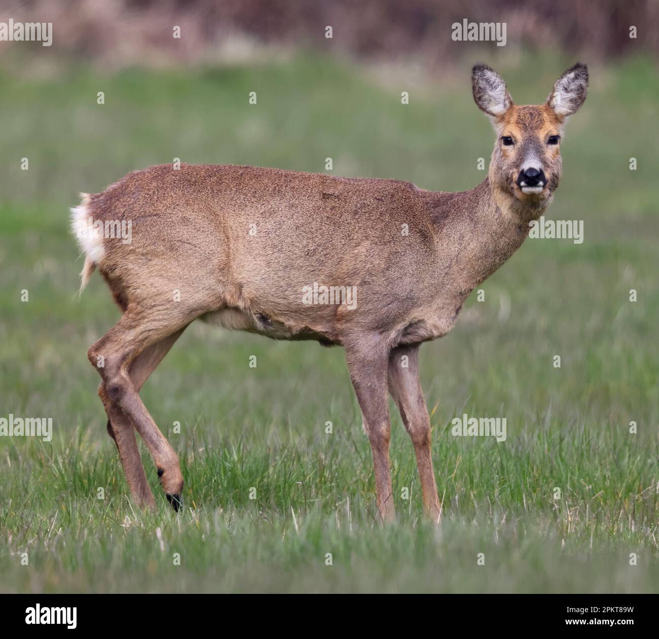 A Roe Deer doe (Capreolus capreolus) in the Cotswold Hills during the ...
