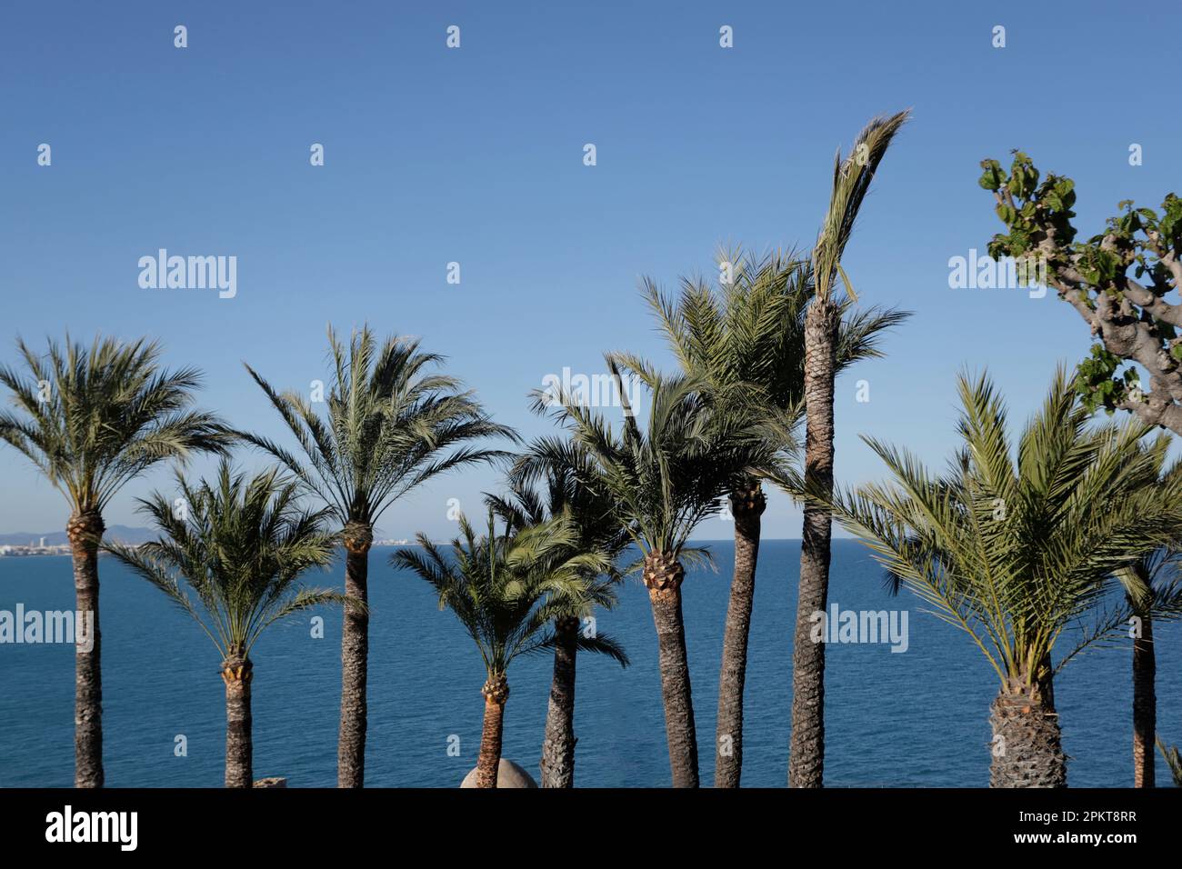 Tropical beach windy hi-res stock photography and images - Alamy