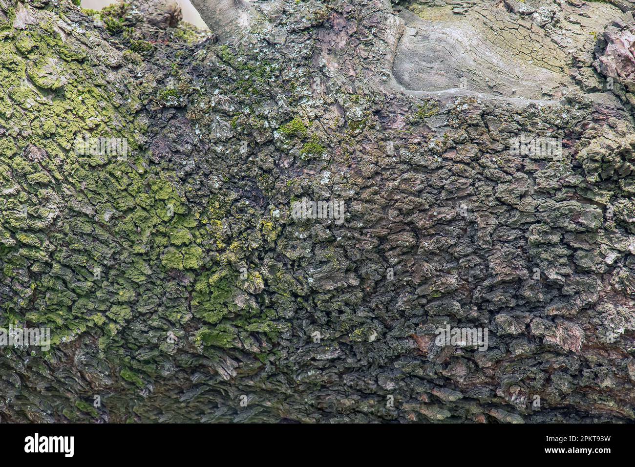 Prunus dulcis bark texture background. The bark is covered with green ...