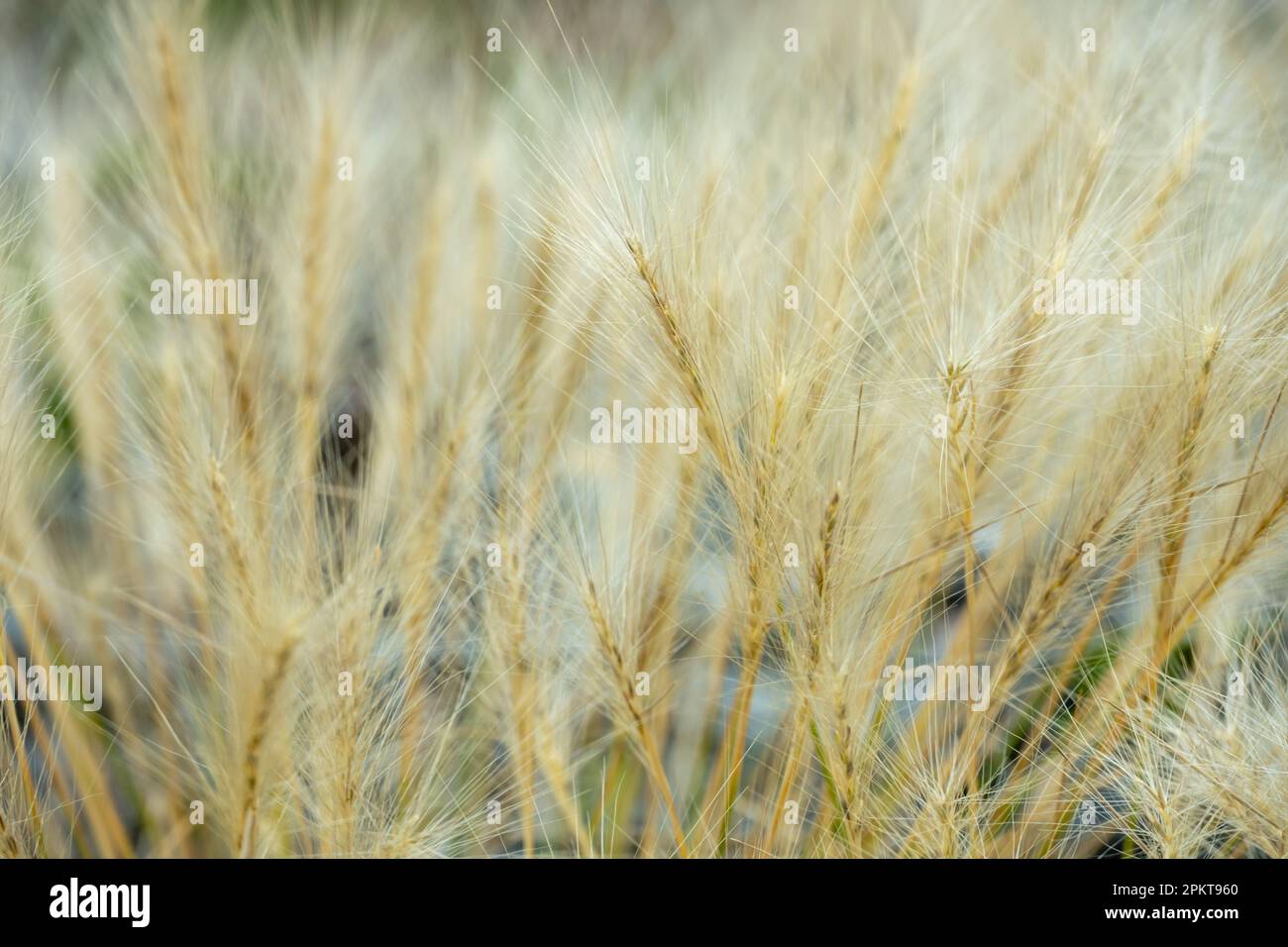 Close Up of Fluffy Yellow Grasses in Kings Canyon National Park Stock ...