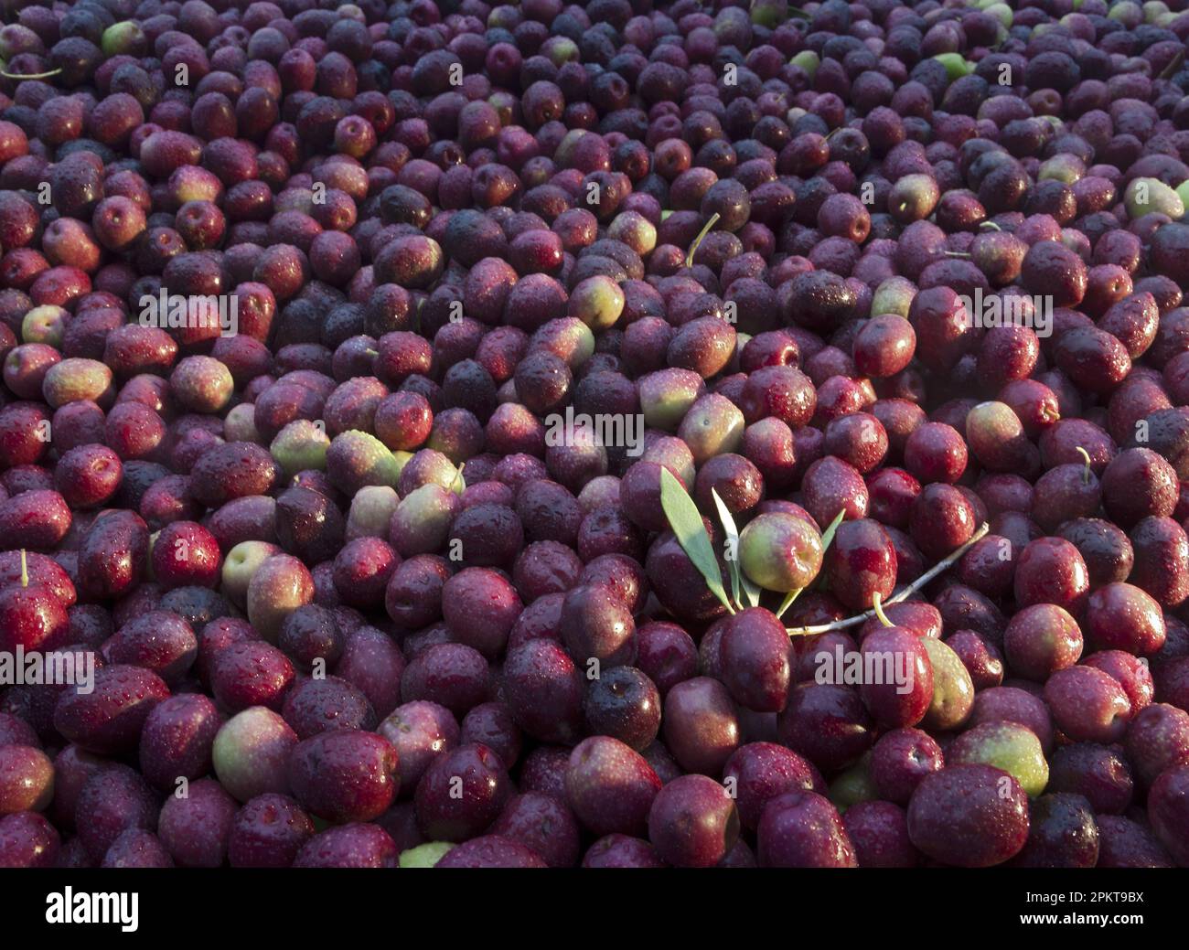 Tokara olive hi-res stock photography and images - Alamy