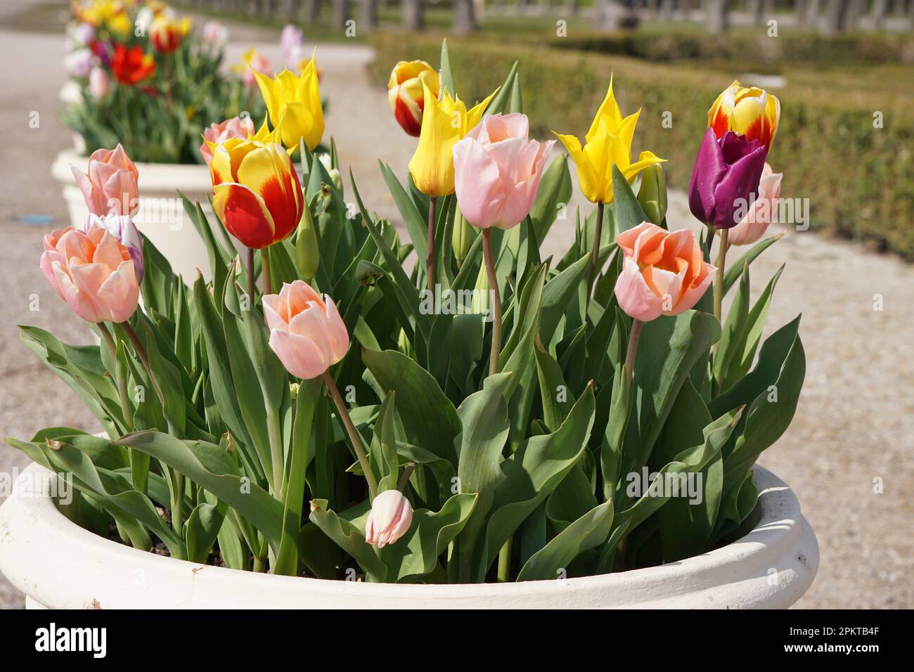 A vibrant arrangement of tulips in a white vase stands on a sidewalk ...