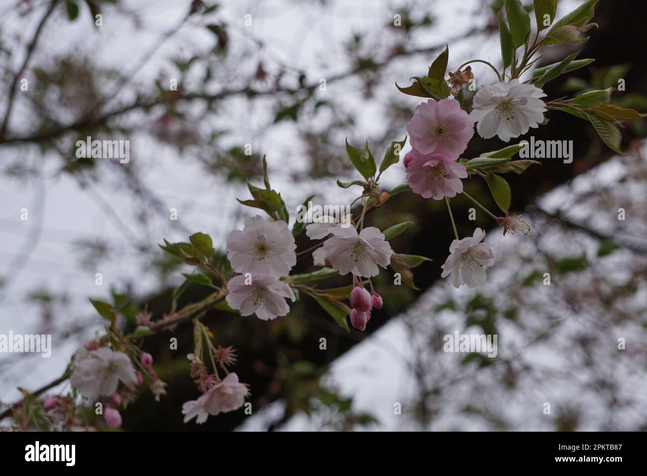 A beautiful spring landscape featuring a cherry blossom tree branch ...