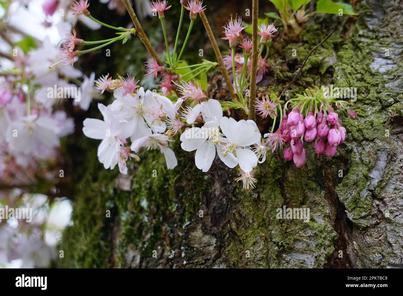 A beautiful spring landscape featuring a cherry blossom tree branch ...