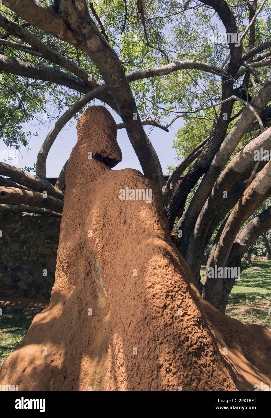 The Termite heap man. Bourke;s Potholes. Mpumalanga Stock Photo - Alamy