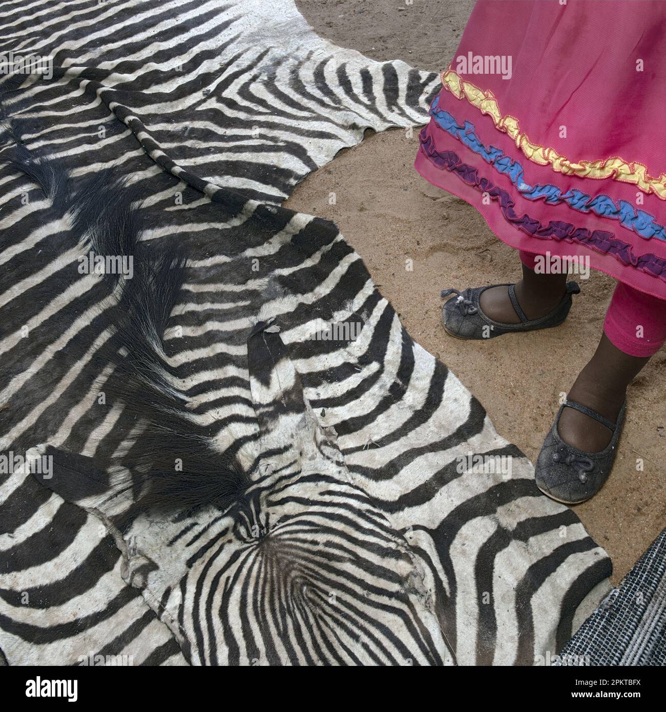 Young girl with Zebra skin. Acornhoek. Limpopo Province Stock Photo - Alamy