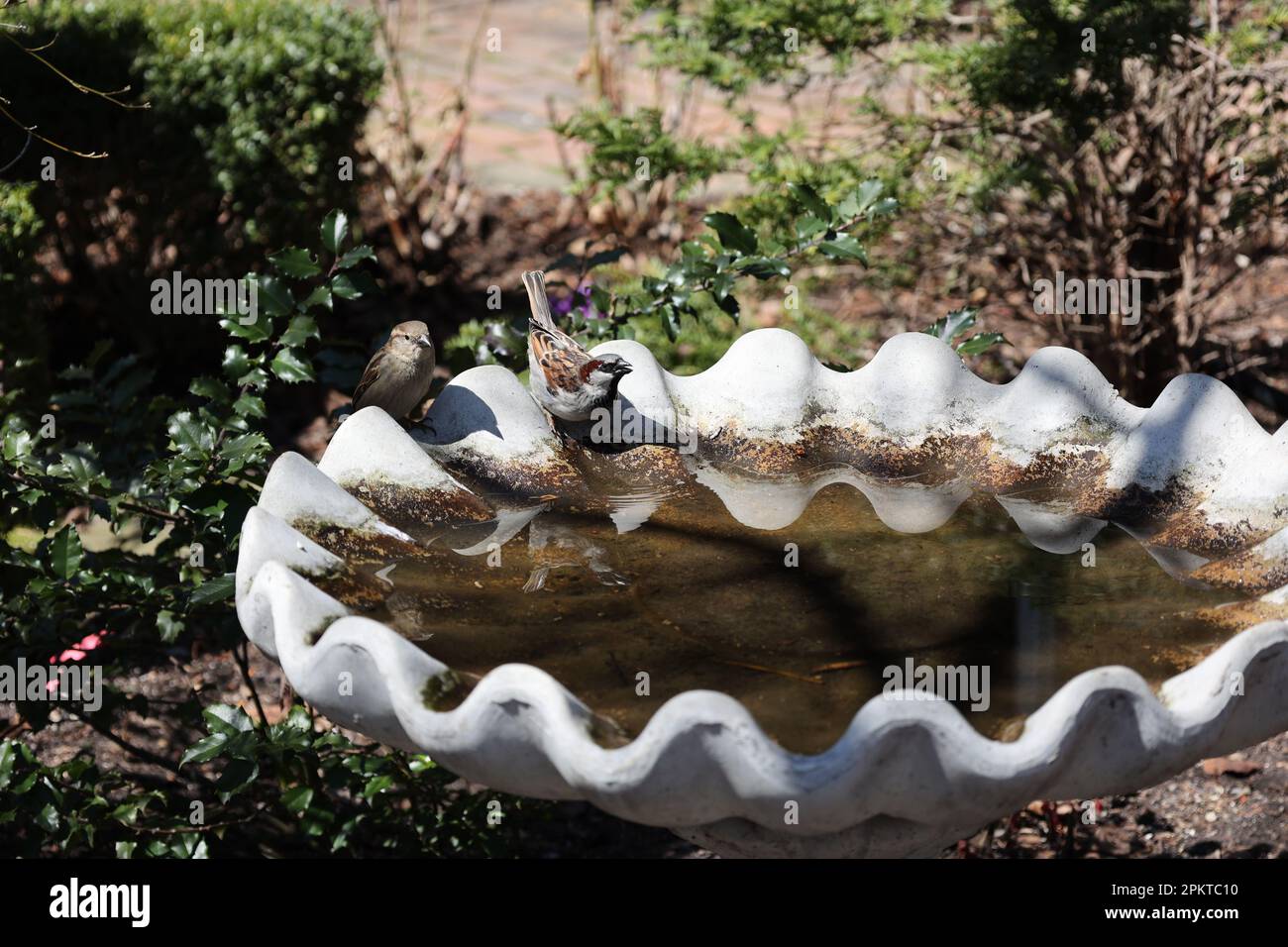 Bird resting in clam shell birdbath Stock Photo - Alamy