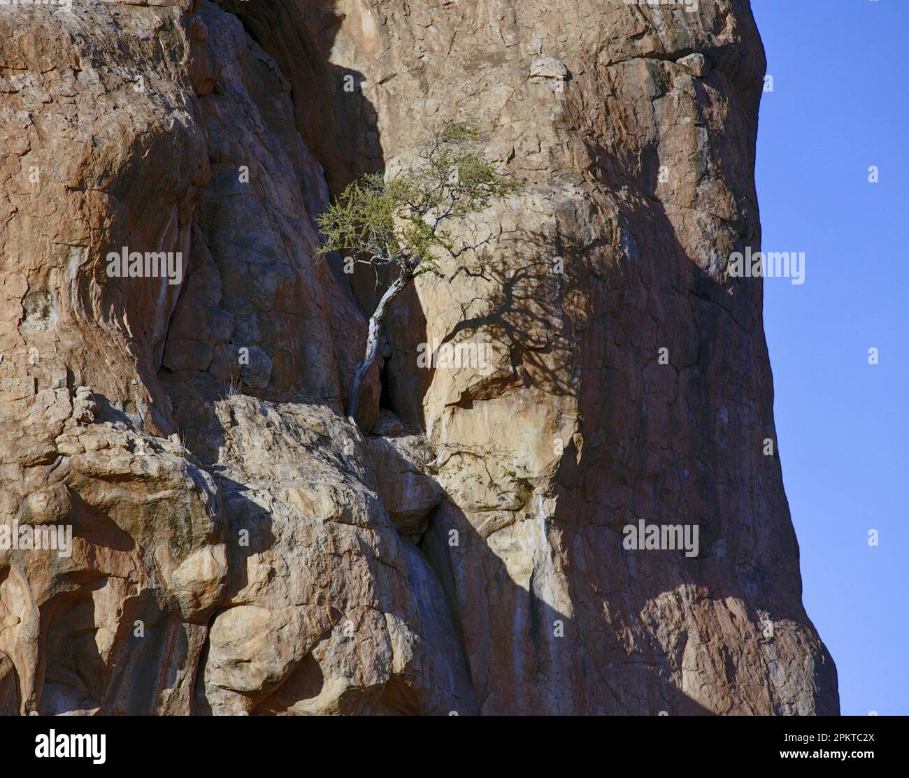 An Acacia Thorn Tree clings to a cliff in the Mapungubwe National Park ...