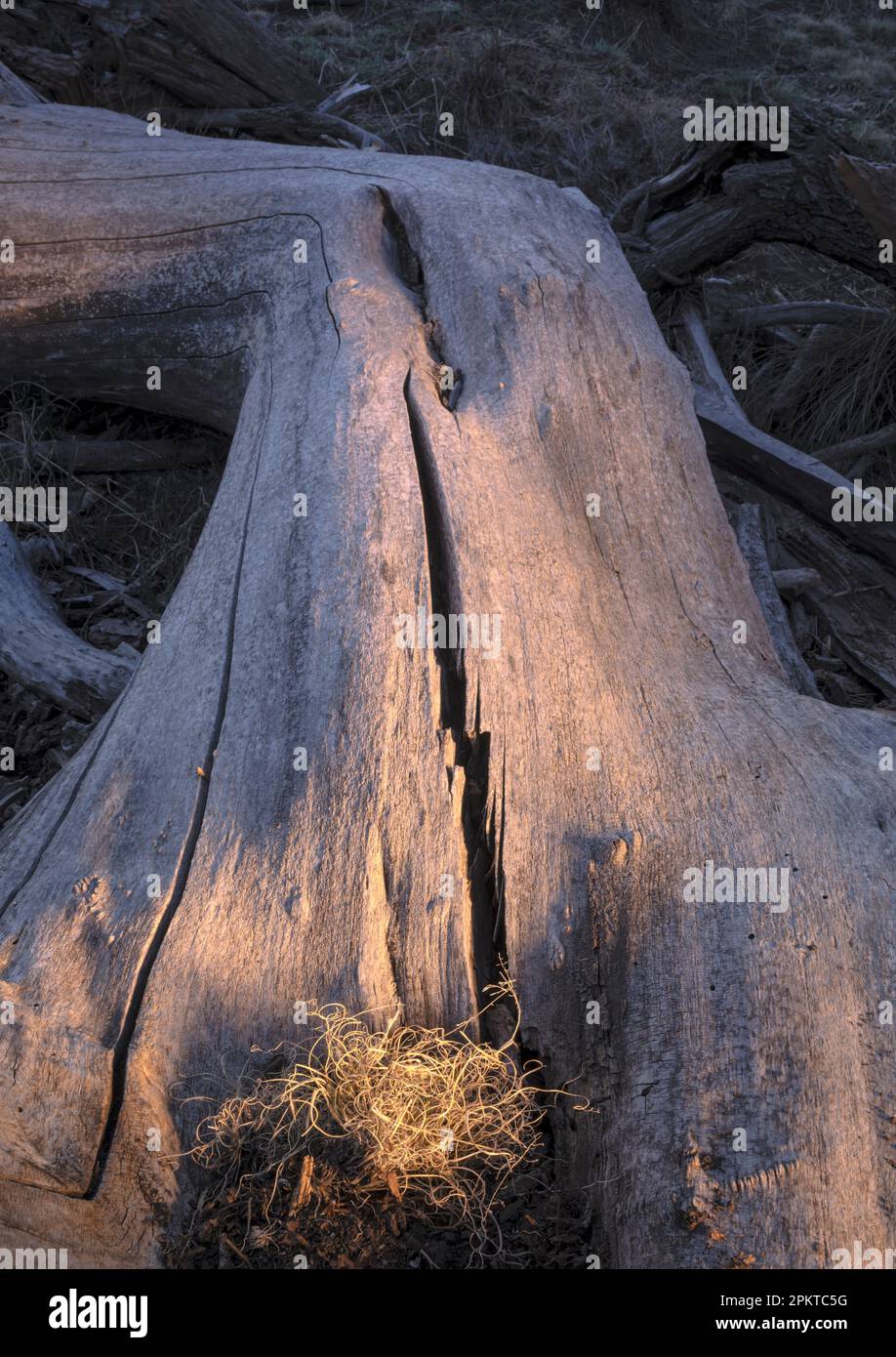 An old fallen Eucalyptus tree takes on feminine shapes on a Karoo farm ...
