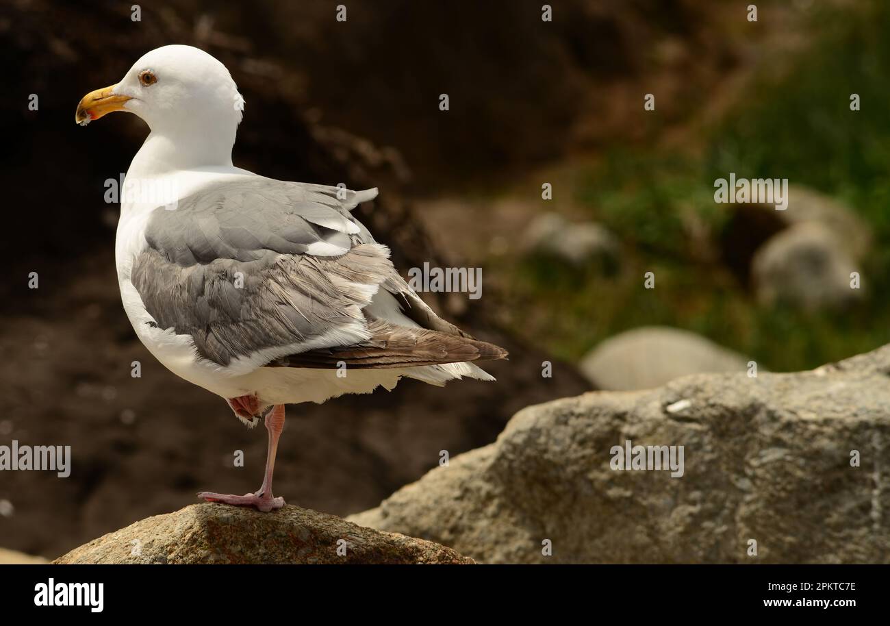 Western USA seagull standing on one leg Stock Photo - Alamy