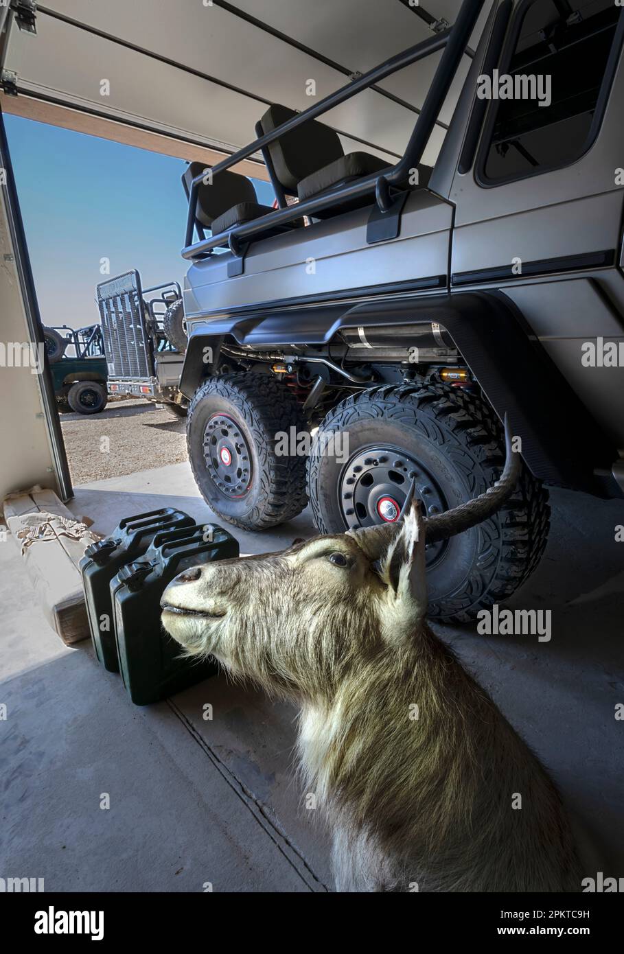 A trophy head of a African Waterbuck lies in a garage next to a ...