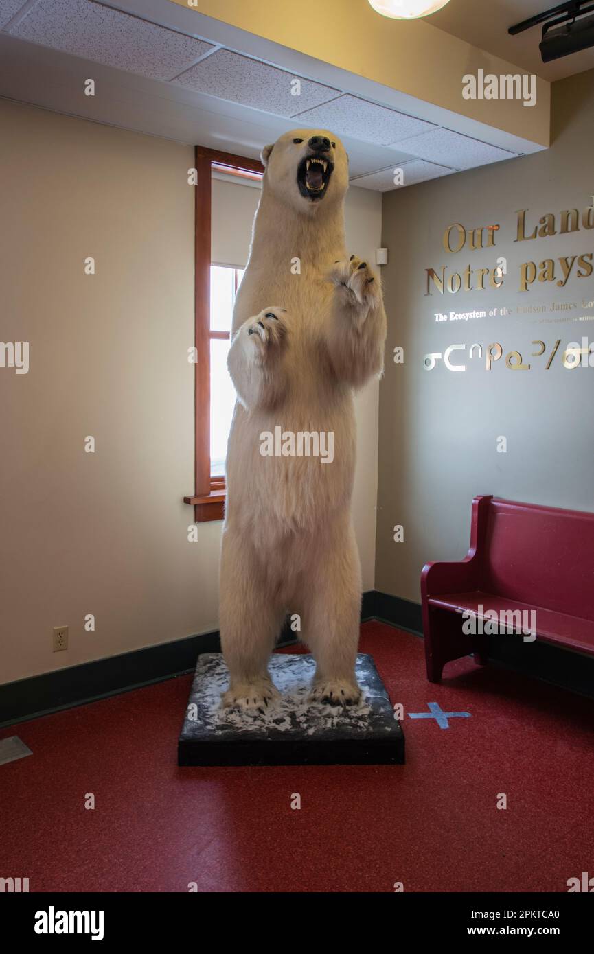 Polar bear display at the train station museum in Churchill, Manitoba, Canada Stock Photo - Alamy
