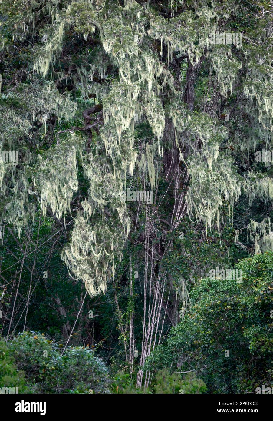 Usnea, a lichen moss, grows with a creeper on a Yellowwood tree on the ...