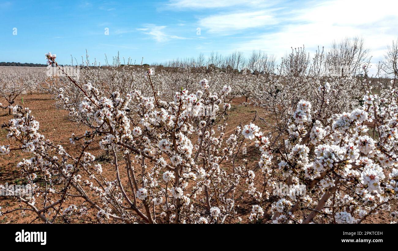 A tree canopy full of almond blossom branches in a large field full of ...