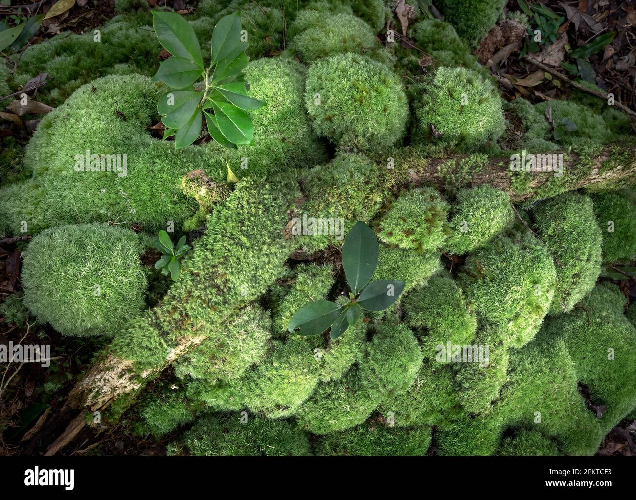 Montane forest on eastern hi-res stock photography and images - Alamy