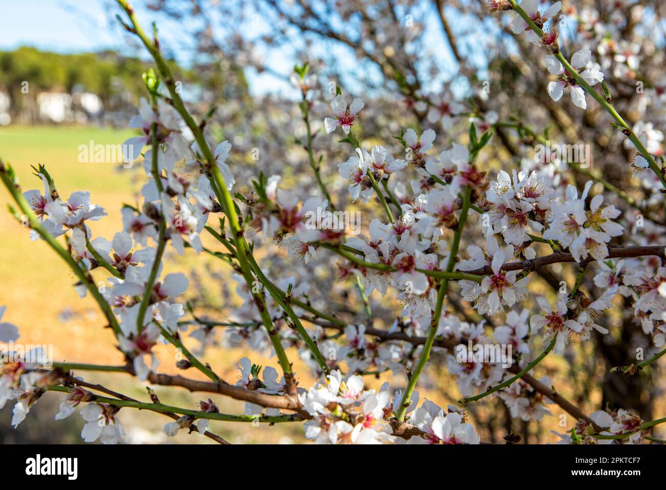 Photograph of branches with almond blossoms in a large field full of ...