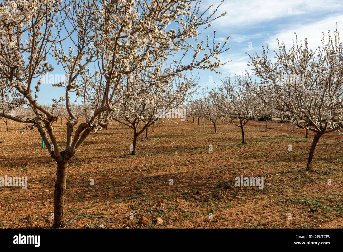 Almond trees in bloom in a large field full of this type of trees ...