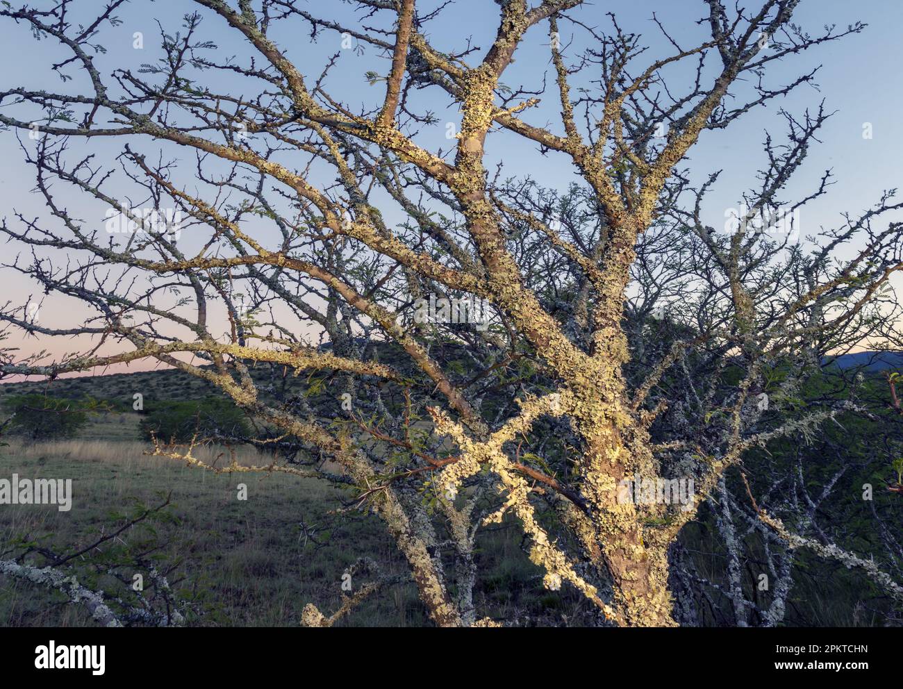Moss covers the branches of a dead Karoo Acacia Tree on Norwood farm ...