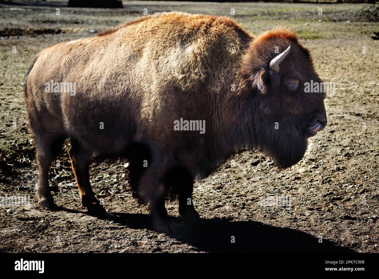 The American bison or simply bison, also commonly known as the American ...