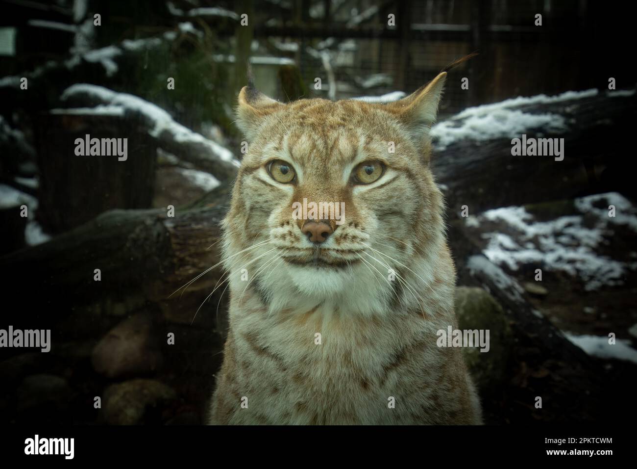 Eurasian lynx (Lynx lynx) is a medium-sized cat native to European and ...