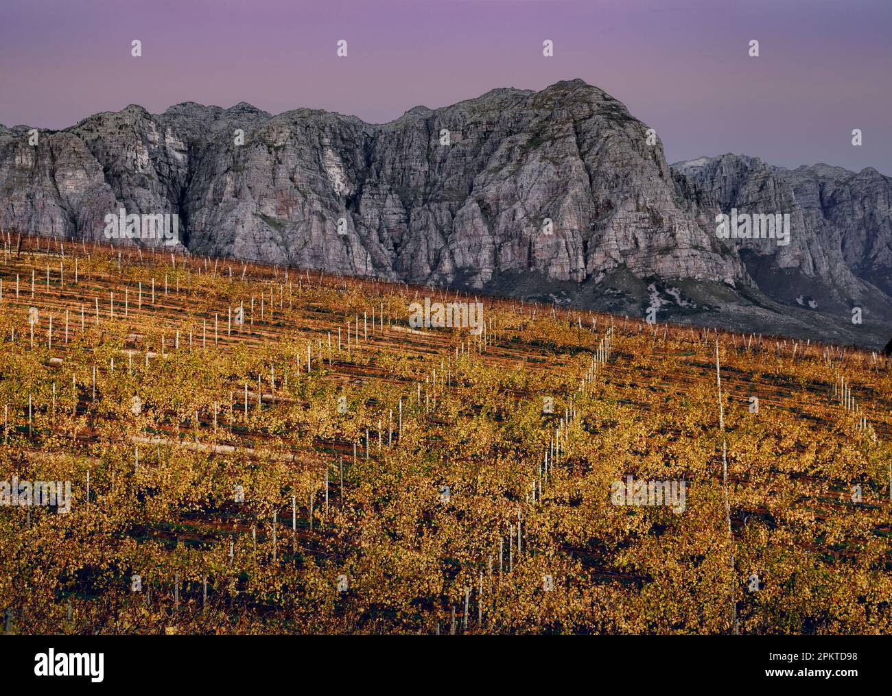 The Tokara Wine Estate vineyards with the Groot Drakenstein Mountains ...