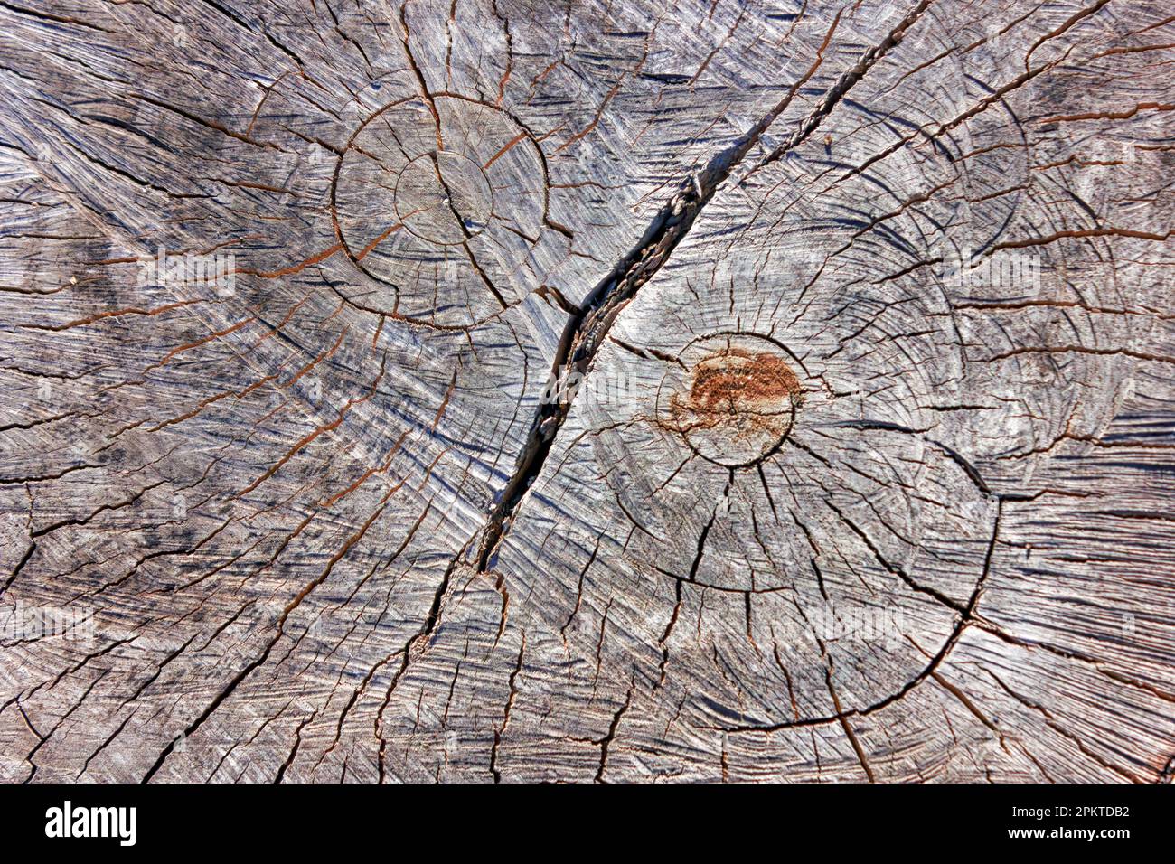 Wood background showing top cut of tree trunk with rings and textured ...