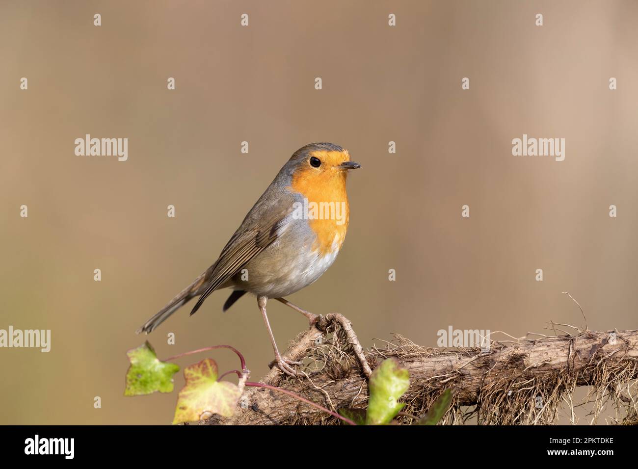 Robin pattern hi-res stock photography and images - Alamy