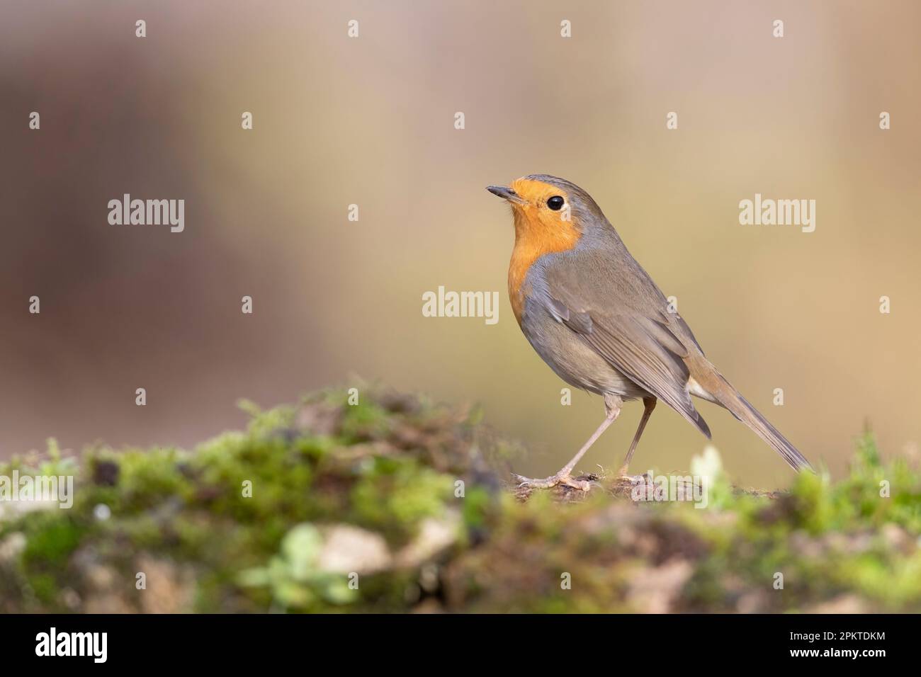 Colorful bird: the European Robin (Erithacus rubecula Stock Photo - Alamy