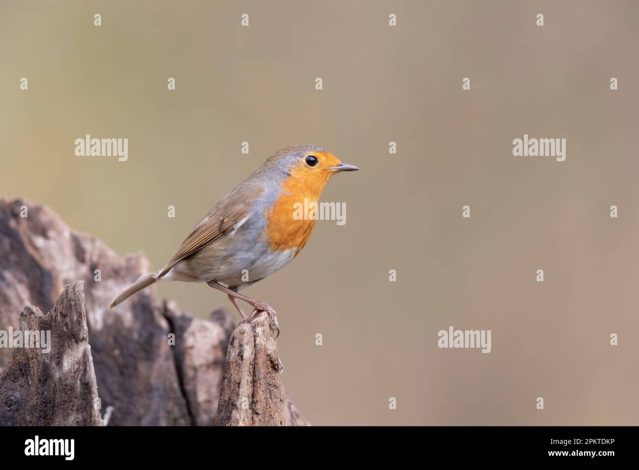 Colorful bird: the European Robin (Erithacus rubecula Stock Photo - Alamy