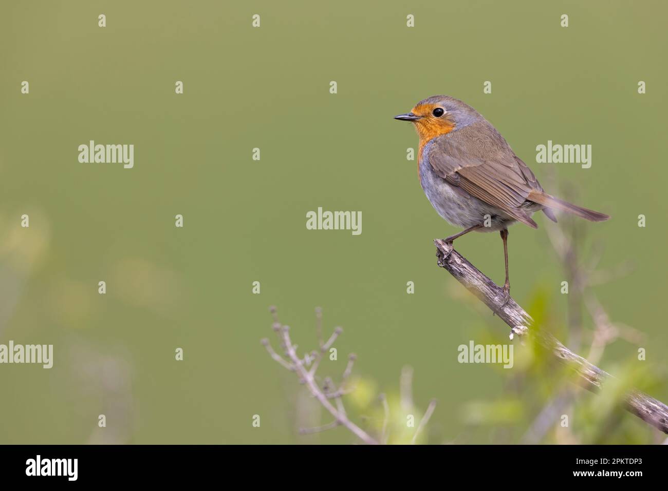 Songbird colorful hi-res stock photography and images - Alamy