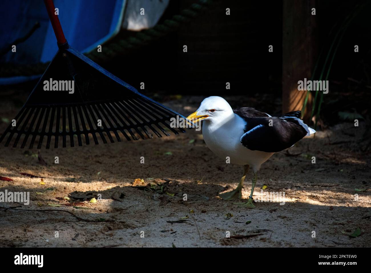 Kelp Gull (Larus dominicanus) bites a Garden Rake at a Wildlife Park in ...
