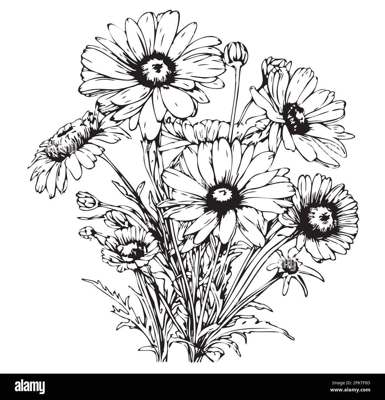 Black And White Daisies Drawings