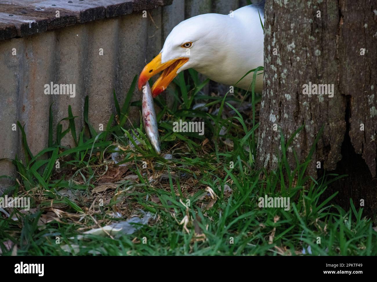 A Pacific Gull (Larus pacificus) catches a fish at Featherdale Wildlife ...
