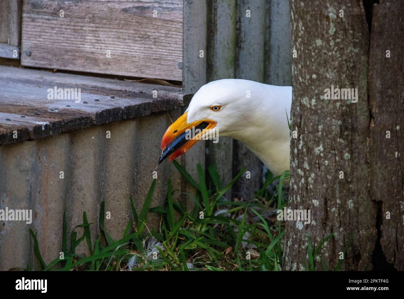 A Pacific Gull (Larus pacificus) catches a fish at Featherdale Wildlife ...