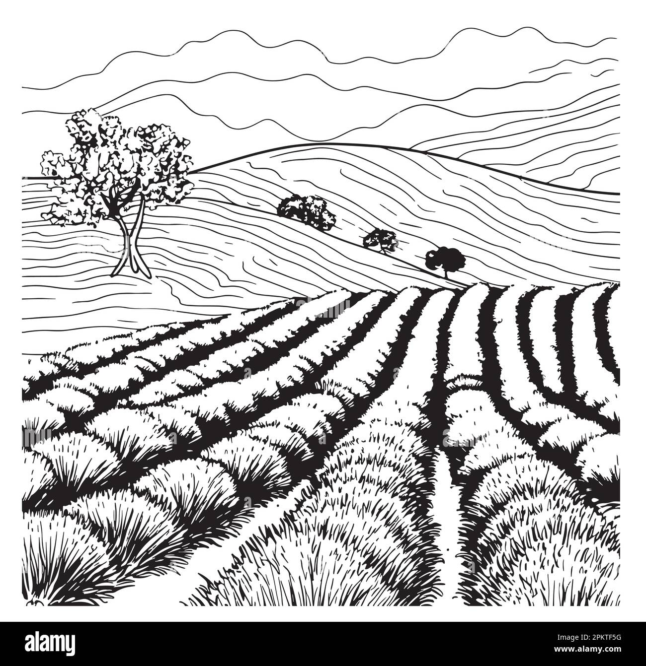 Lavender field sketch hand drawn in doodle style illustration Stock ...