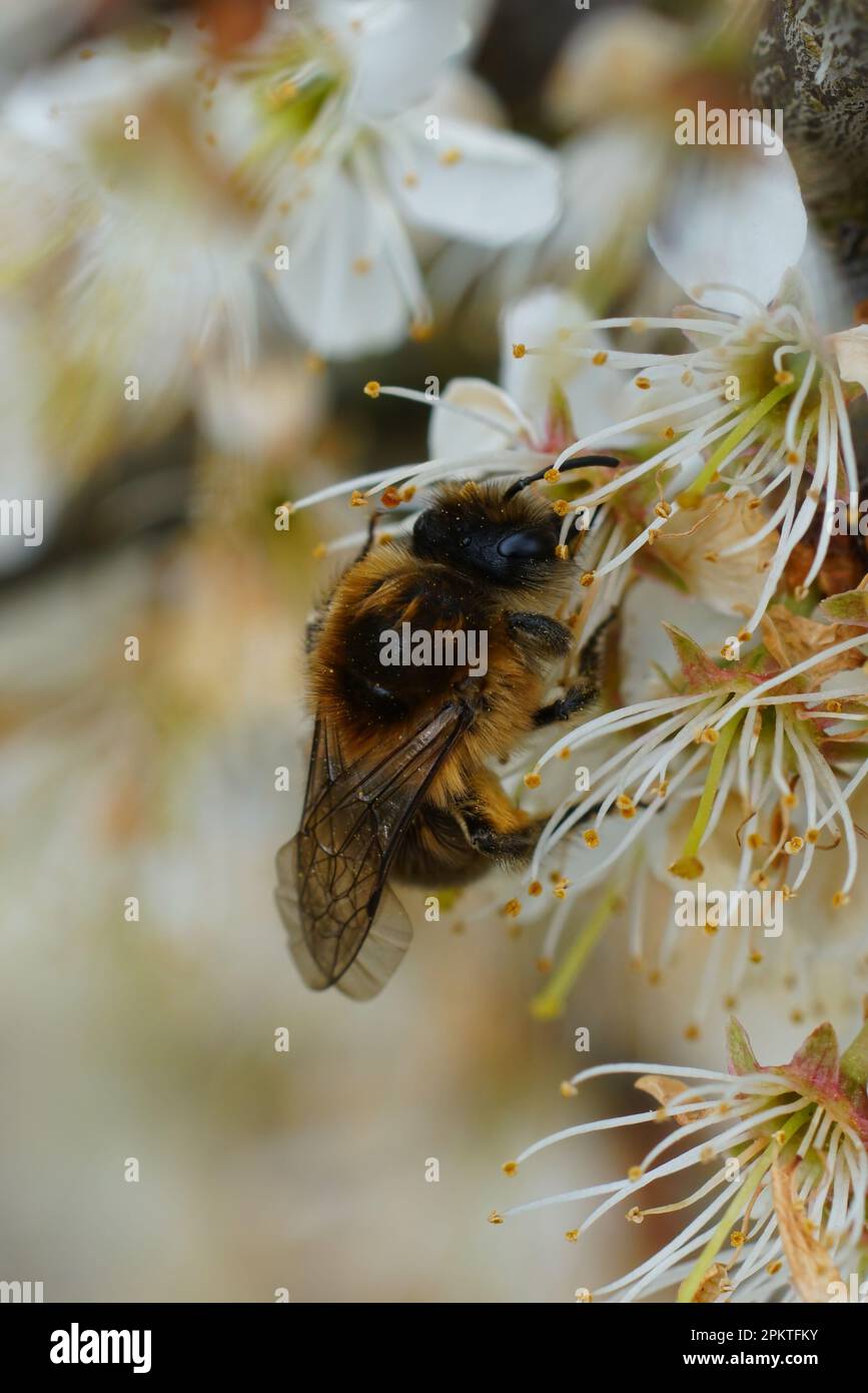 Natural vertical closeup on a female Early cellophane bee, Colletes ...