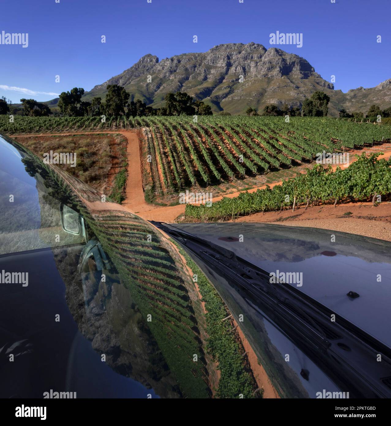 View of the Tokara vineyards with the Simonsberg Mountain Stock Photo ...