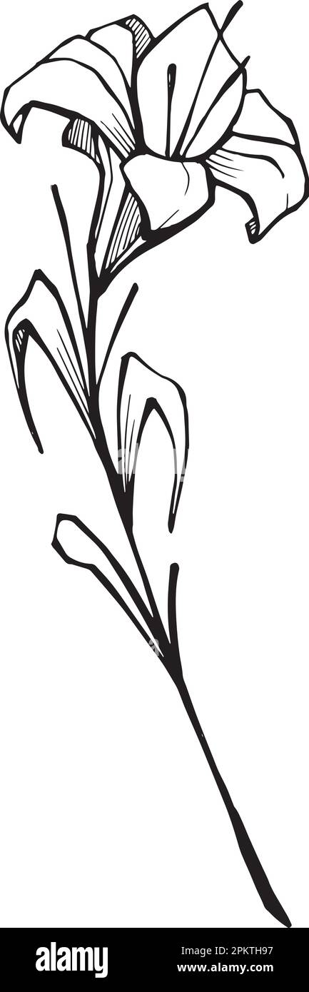 Hand drawn vector illustration or drawing of a Lily Stock Vector Image ...