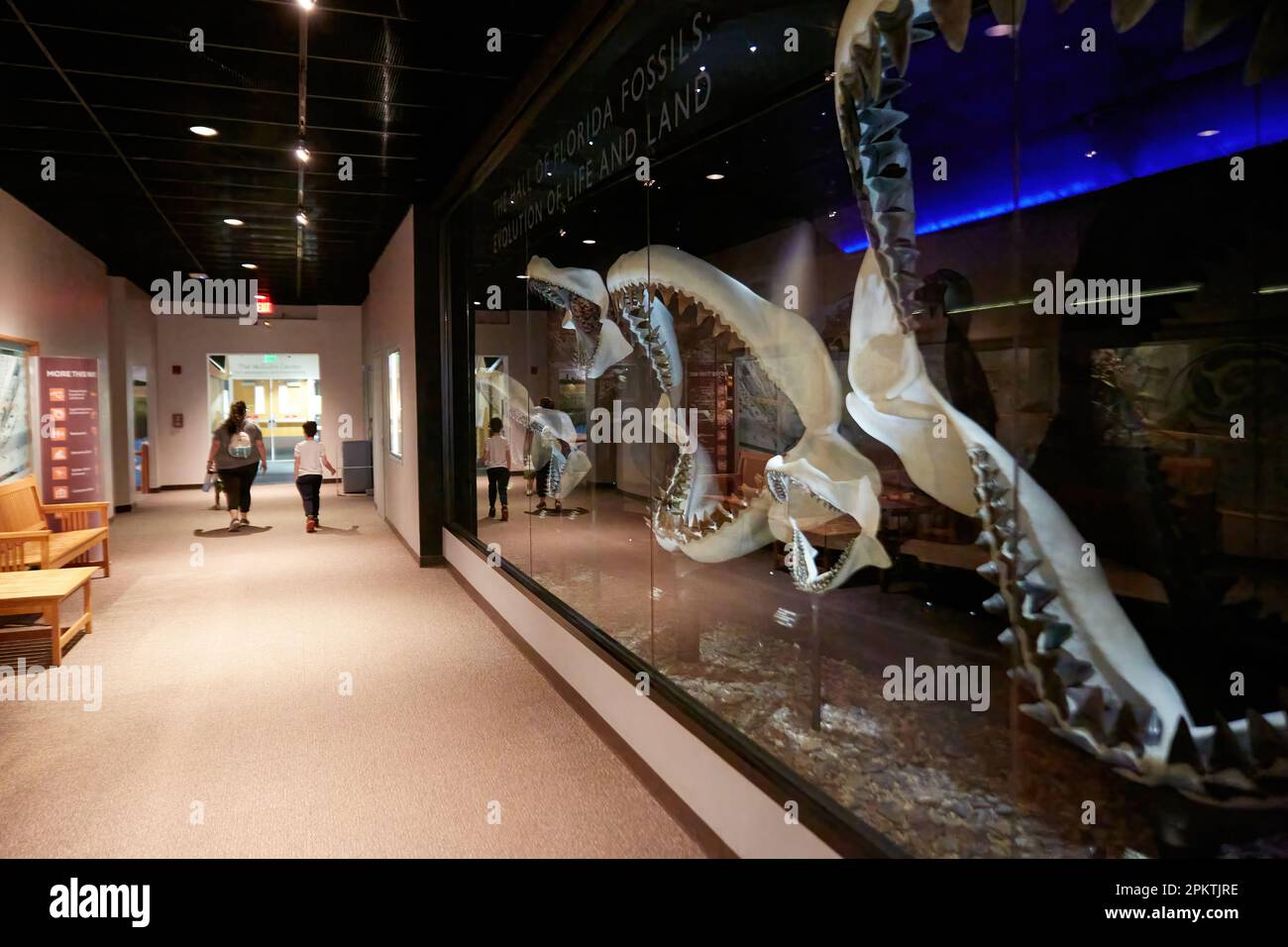 Gainesville, FL, USA. April 8, 2023: The Florida Museum of Natural ...