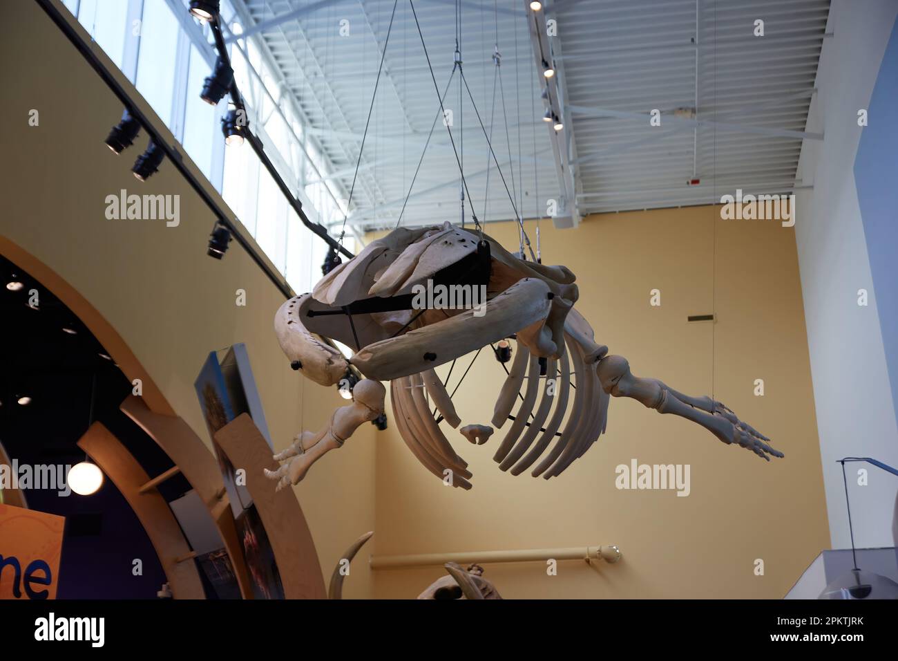 Gainesville, FL, USA. April 8, 2023: The Florida Museum of Natural ...