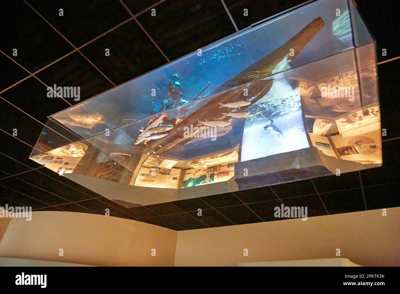 Gainesville, FL, USA. April 8, 2023: The Florida Museum of Natural ...
