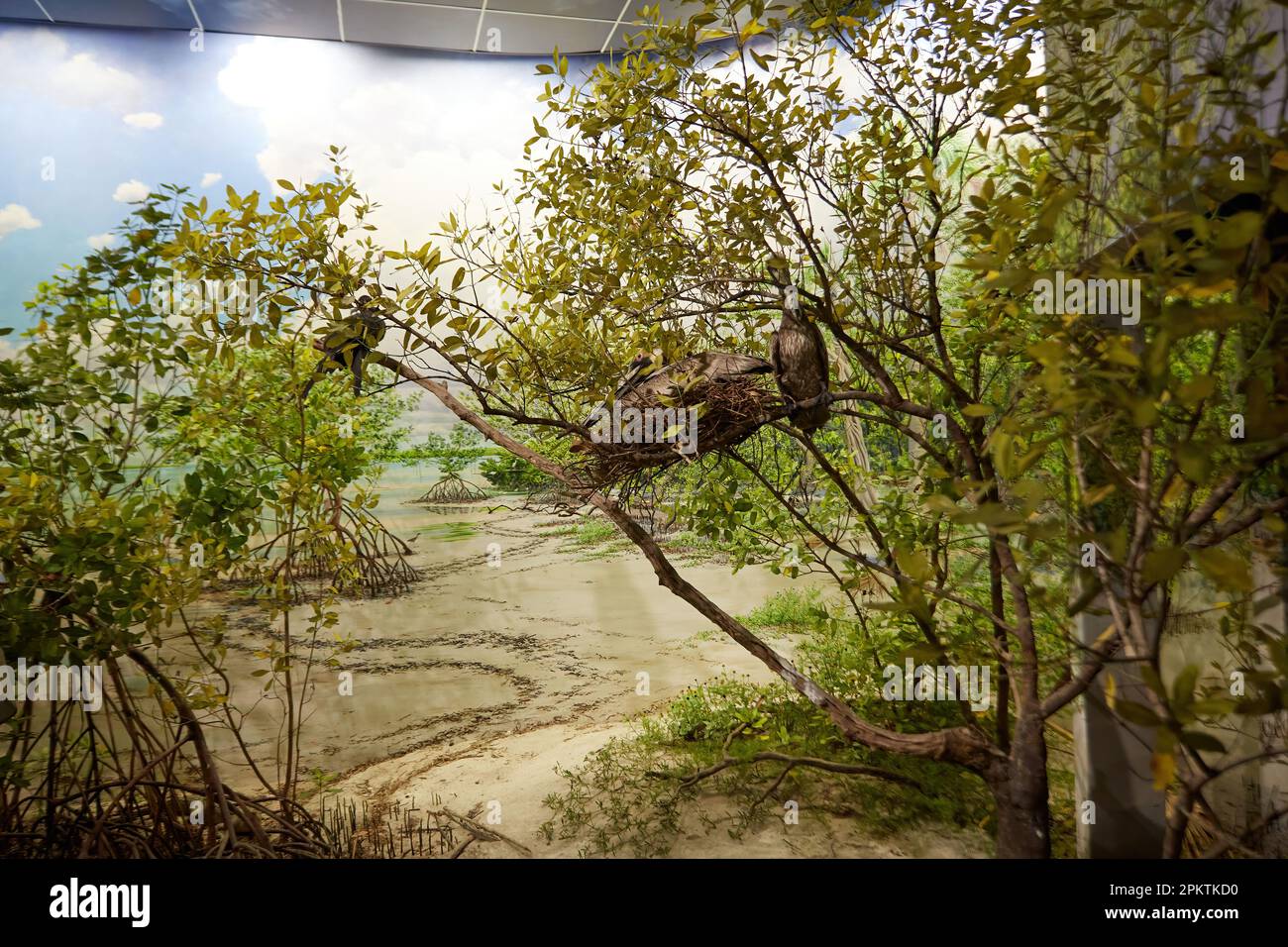 Gainesville, FL, USA. April 8, 2023: The Florida Museum of Natural ...