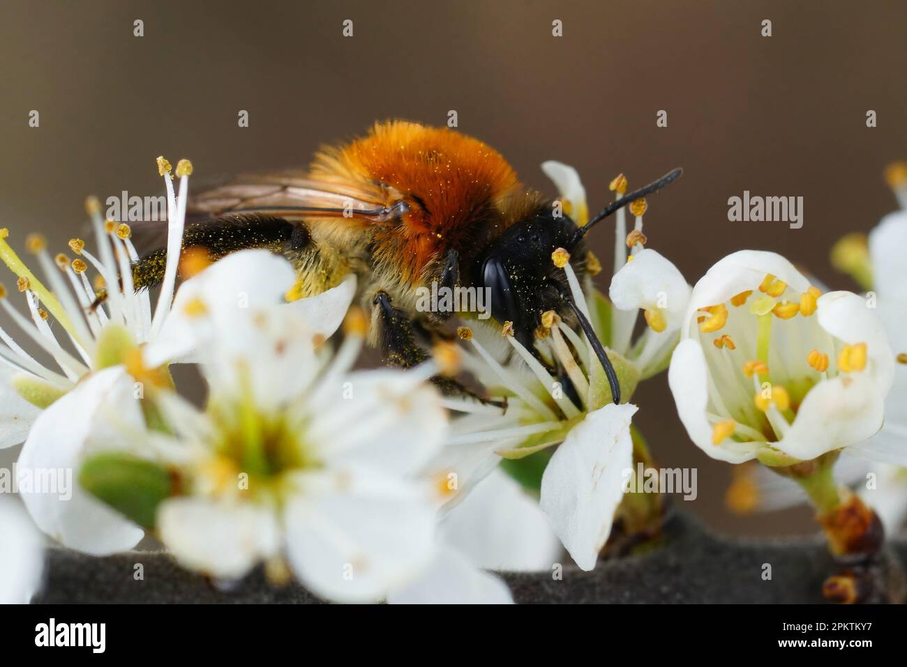Natural closeup on a colorful female Grey-patched mining bee, Andrena ...