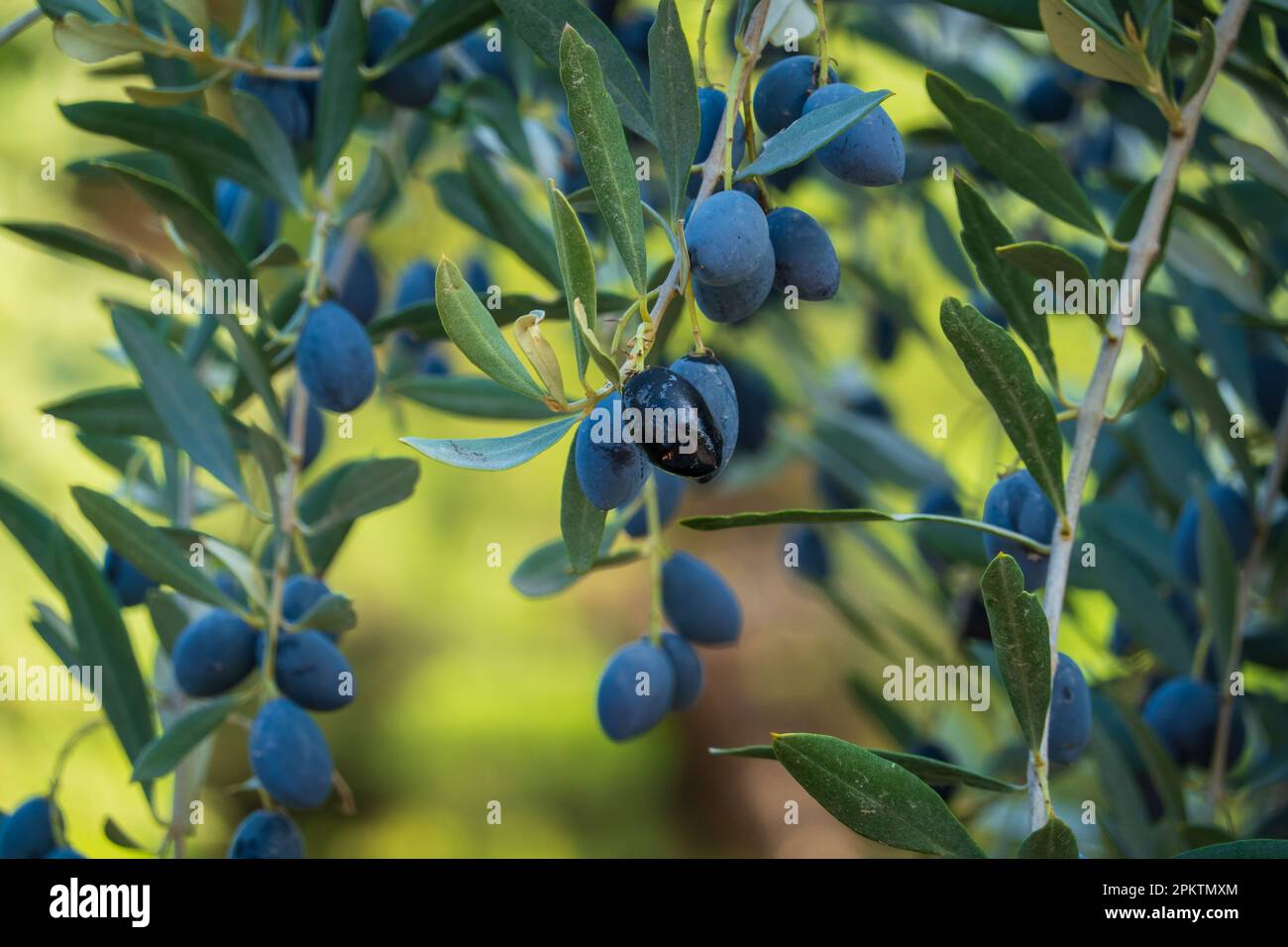 Ripe olives in olive tree hi-res stock photography and images - Alamy