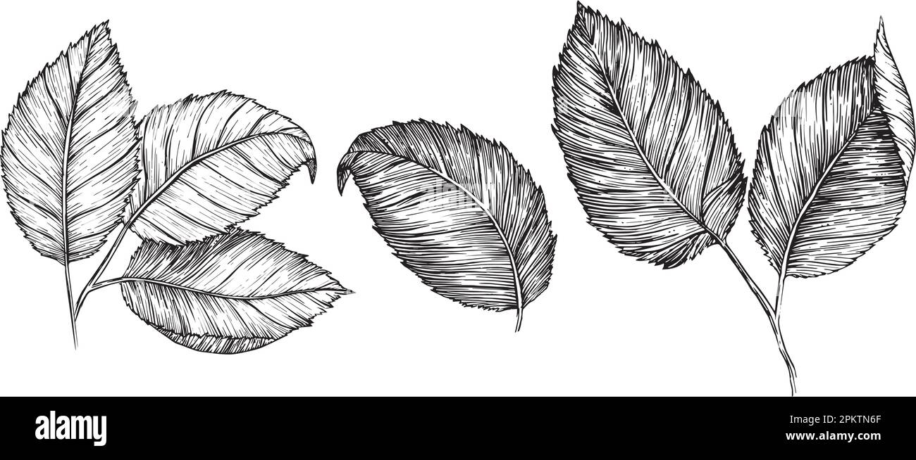 Hand drawn raspberry leaves set isolated on white background, Retro ...