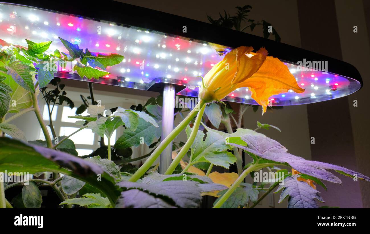 Zucchini squash flowers against the LED full spectrum grow lights ...