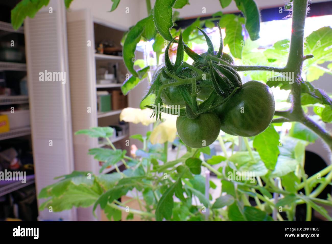 Growing tomatoes indoors in a hydroponic interior home garden growing ...