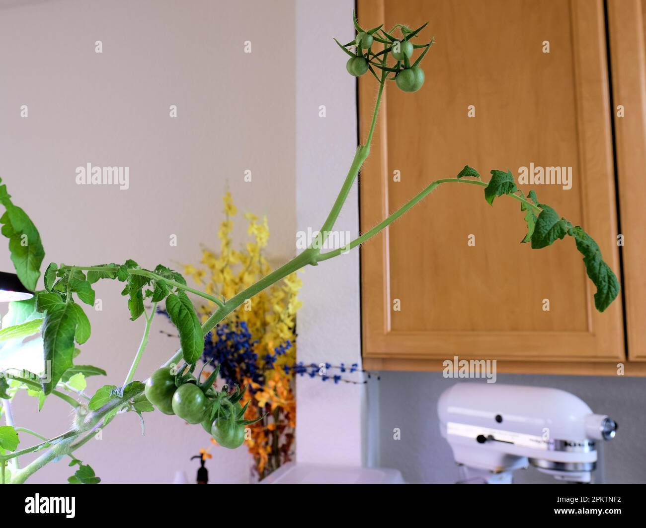 Growing tomatoes indoors in a hydroponic interior home garden growing ...