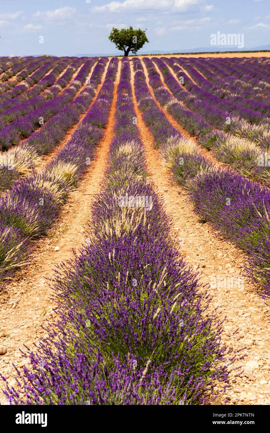Row of lavender hi-res stock photography and images - Alamy