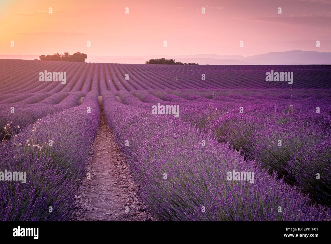 Blooming lavender fields sunset in hi-res stock photography and images ...